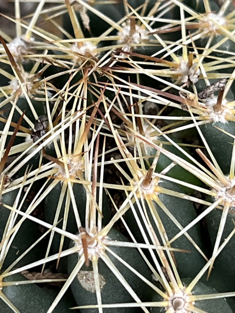 Grooved nipple cactus from Faubion Trail, Leander, TX, US on March 5 ...