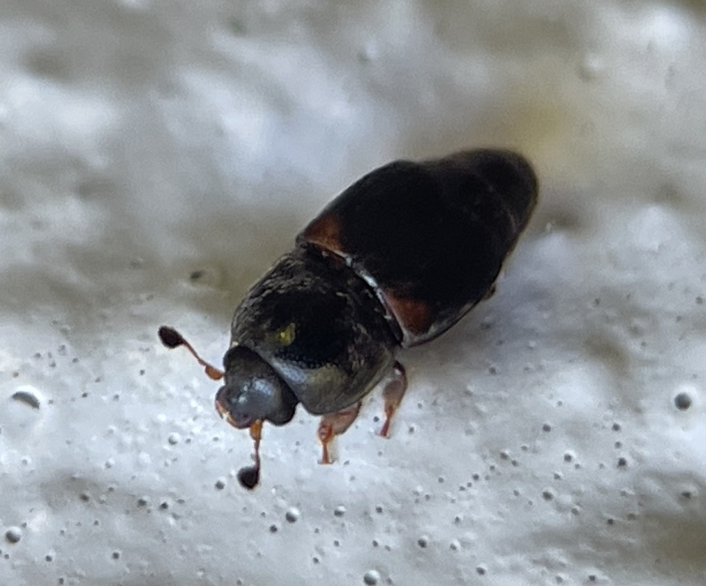 Common Pollen Beetle from Boundary Tk E, Frankston South, VIC, AU on ...