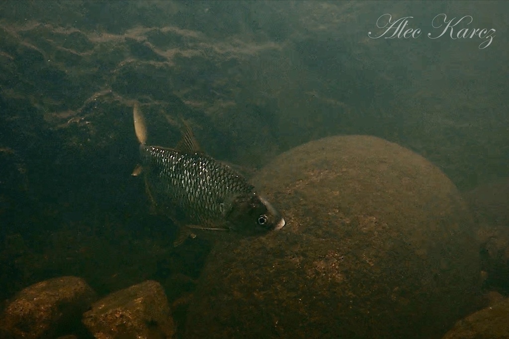 Bony Bream in February 2023 by Alec Karcz · iNaturalist