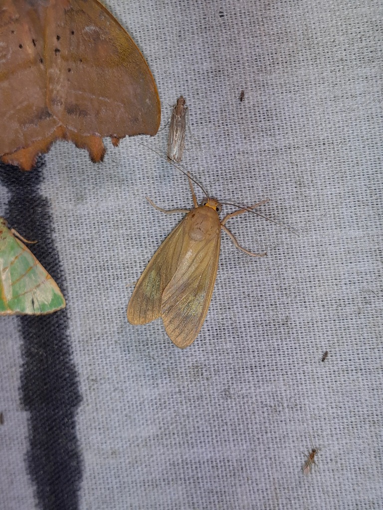 Trichromia leucoplaga from Roura, GF-CY, GF on March 11, 2023 at 05:36 ...