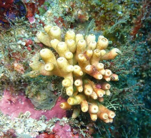 Sycon capricorn · iNaturalist United Kingdom