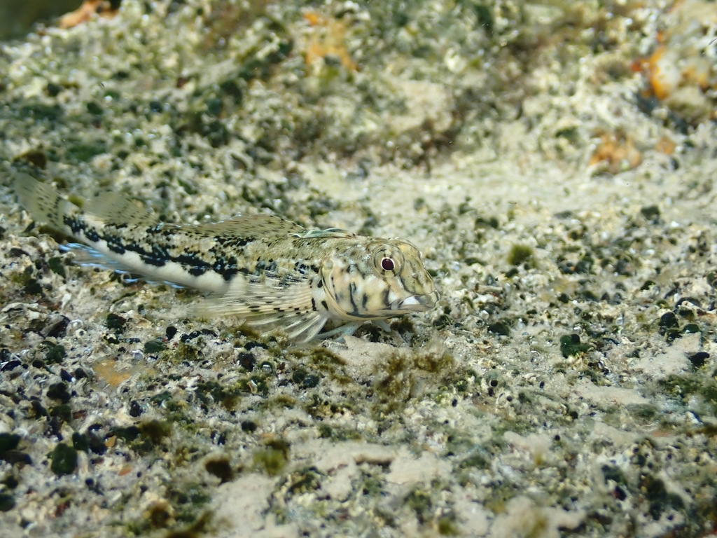 Western Jumping Blenny from Australia on March 12, 2023 at 03:41 PM by ...