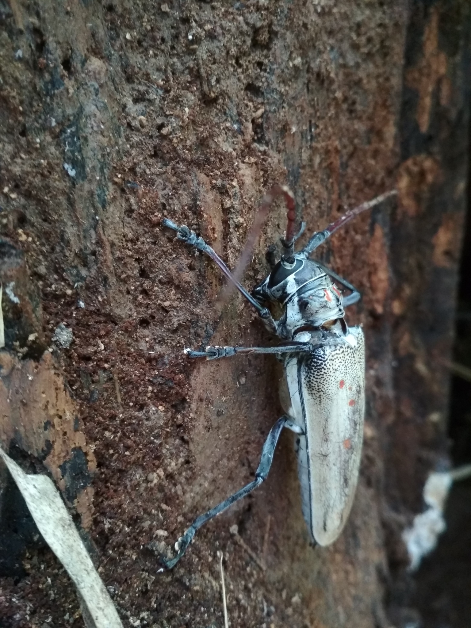 Batocera numitor Newman, 1842