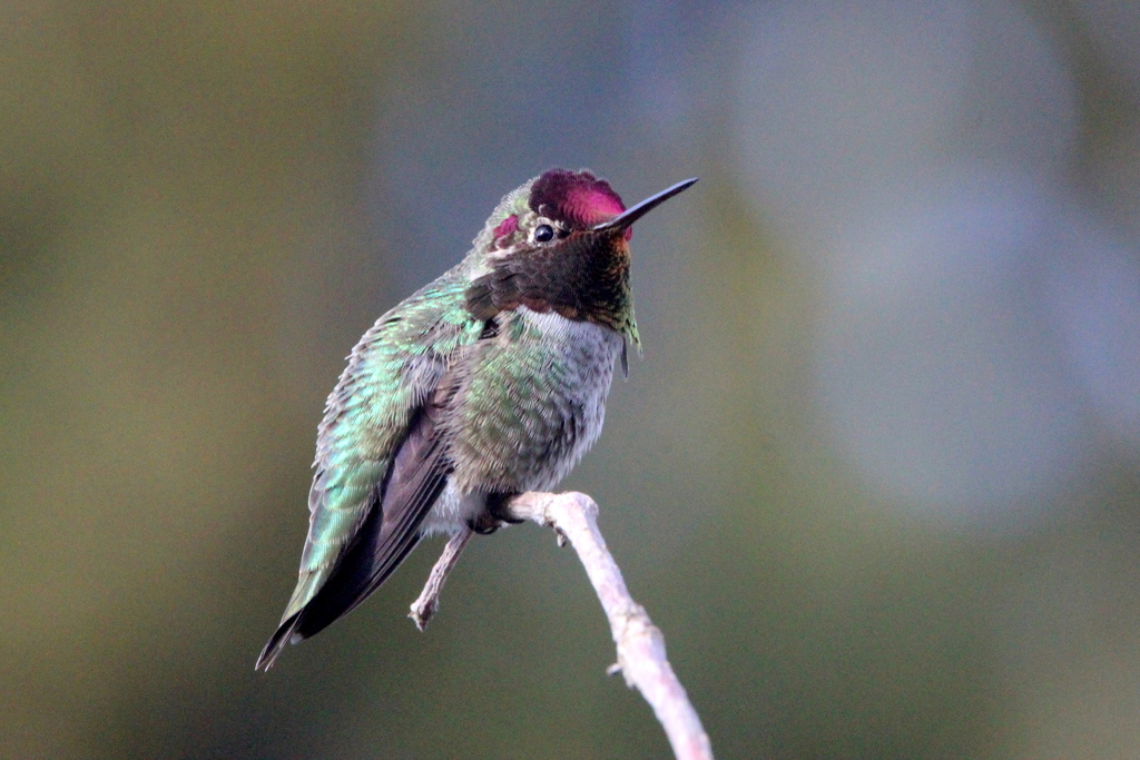 Anna's Hummingbird from North Vancouver, BC, Canada on March 05, 2023 ...