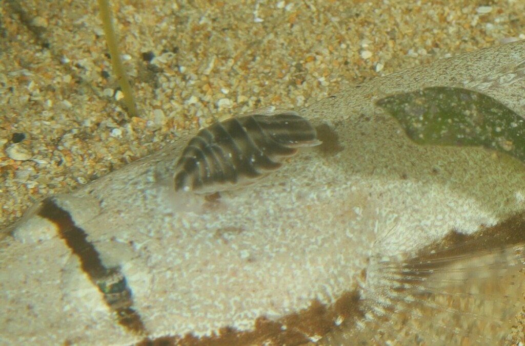 Creniola laticauda from 5-7 Edith St, Edithburgh SA 5583, Australia on ...