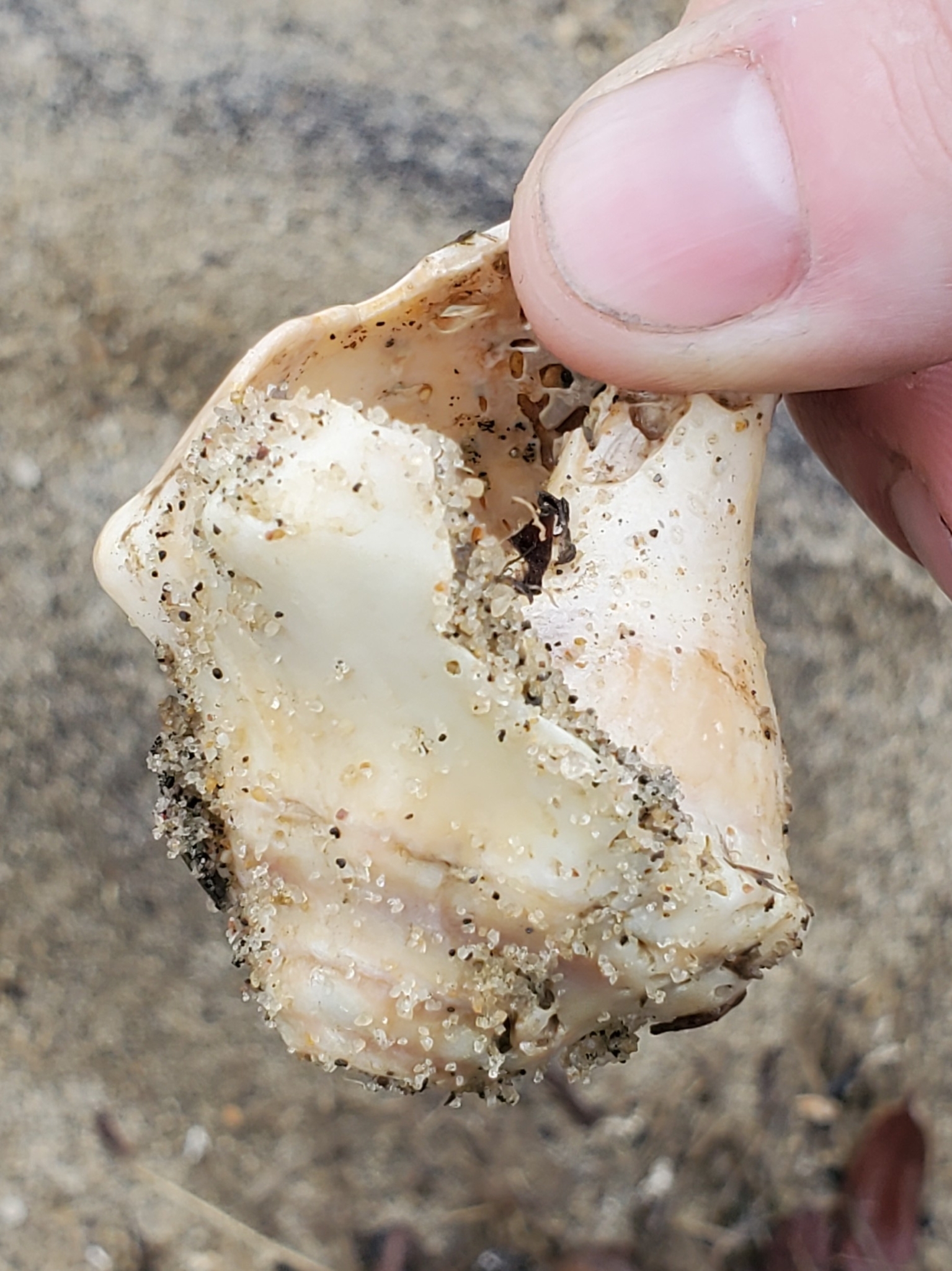 Busycon Röding, 1798