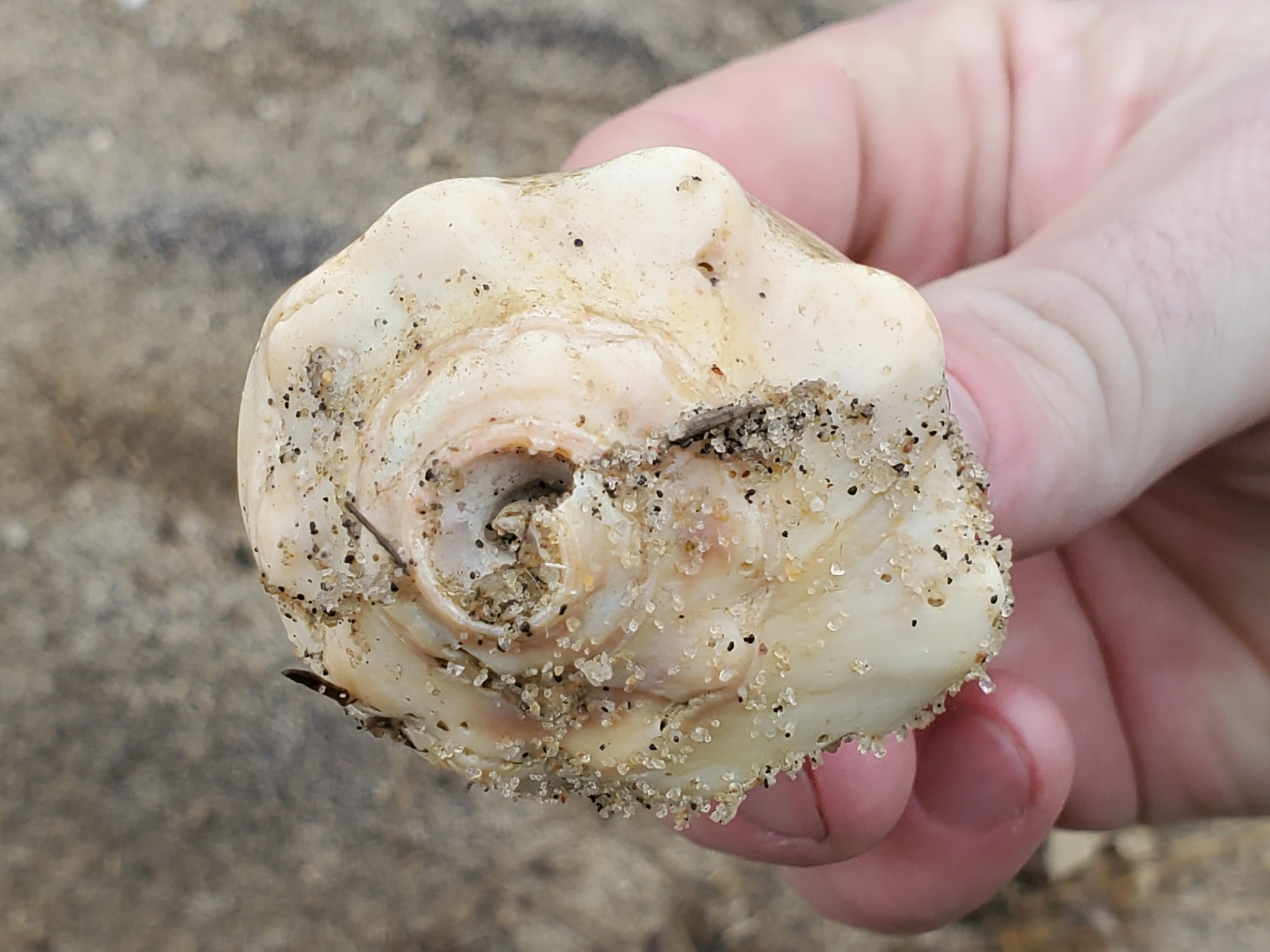 Busycon Röding, 1798