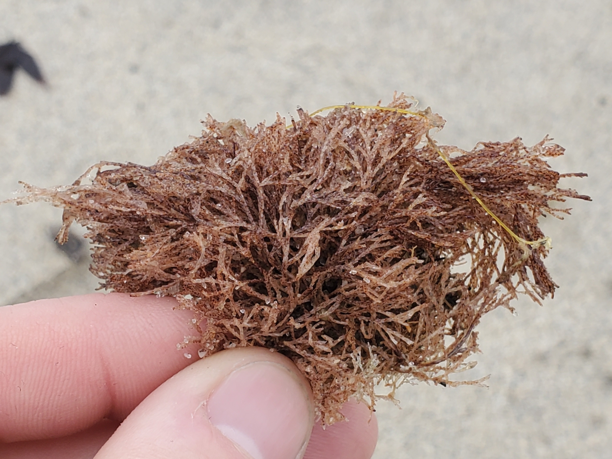 Bugula neritina (Linnaeus, 1758)