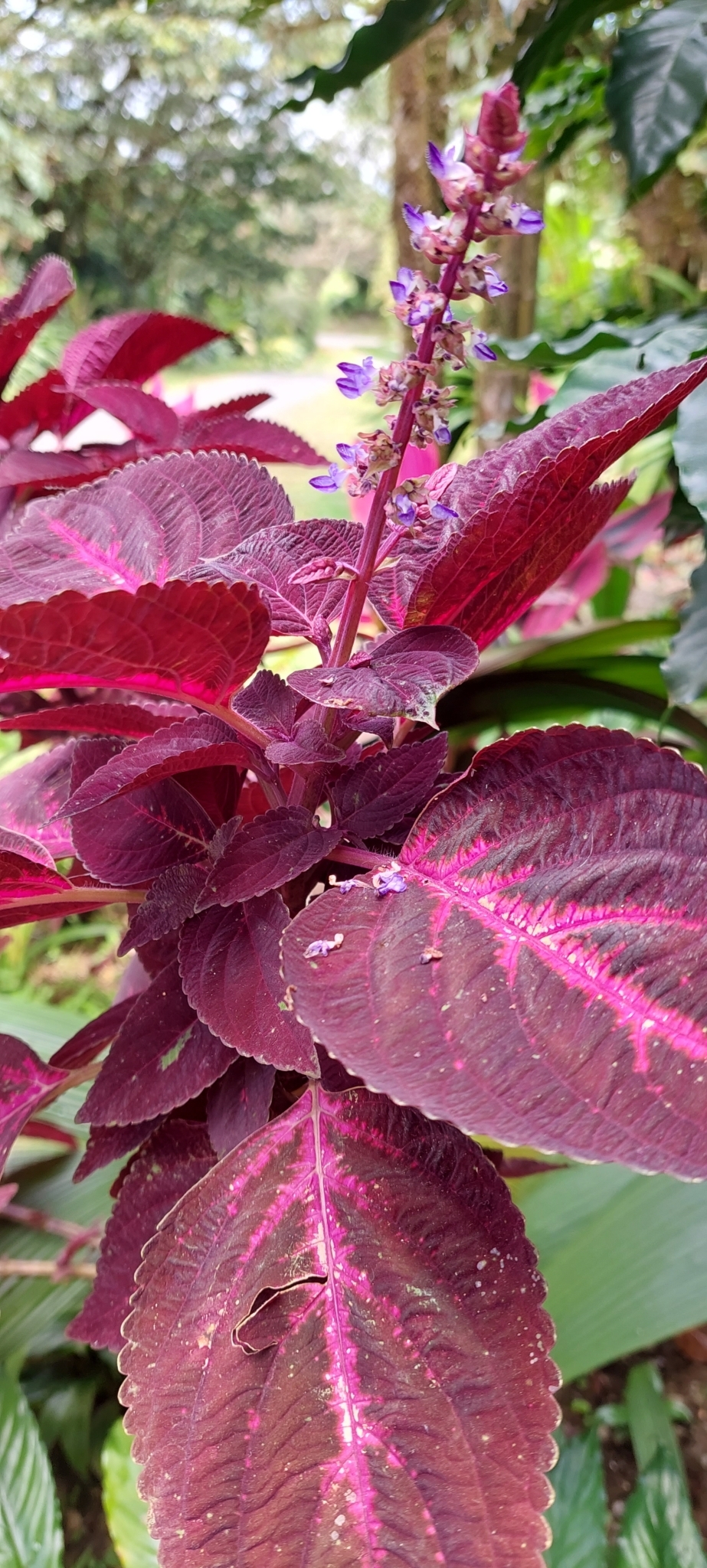 Coleus scutellarioides (L.) Benth.