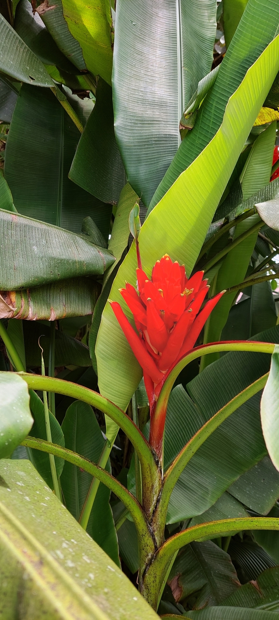 Musa coccinea Andrews