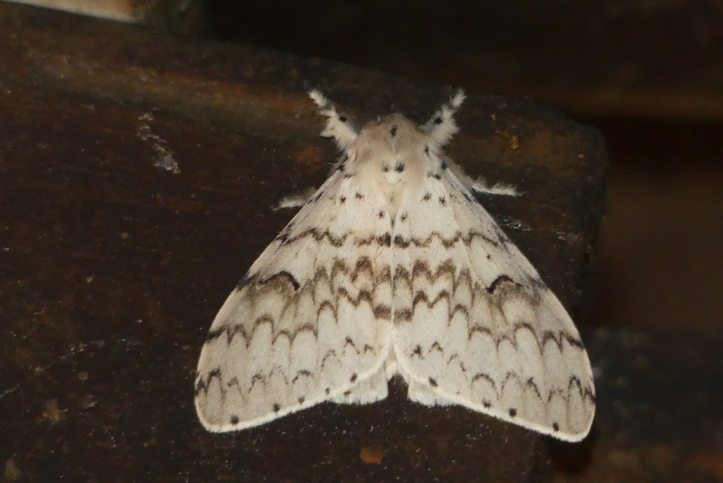 Lymantria brotea lepcha from RW8F+PJ9, Suthep, Mueang Chiang Mai ...