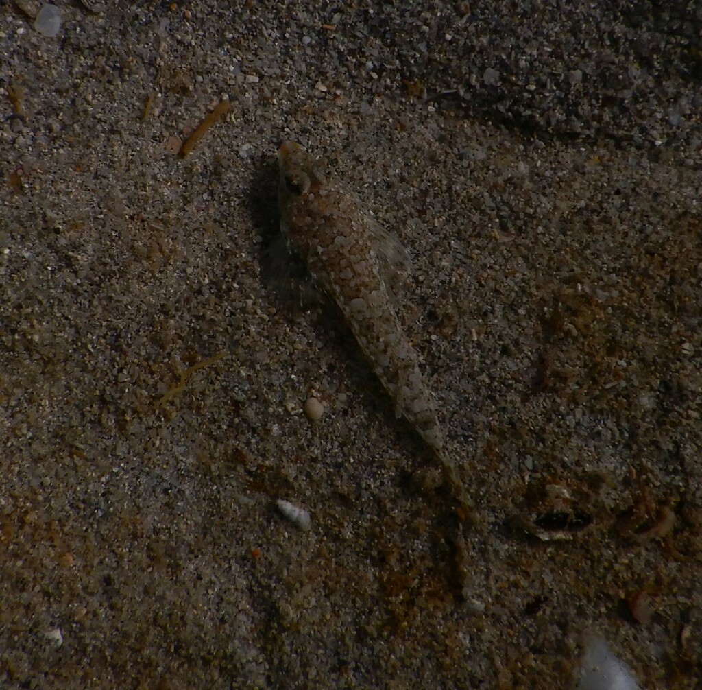 Painted Stinkfish from Kwinana, AU-WA, AU on March 11, 2022 at 09:02 AM ...