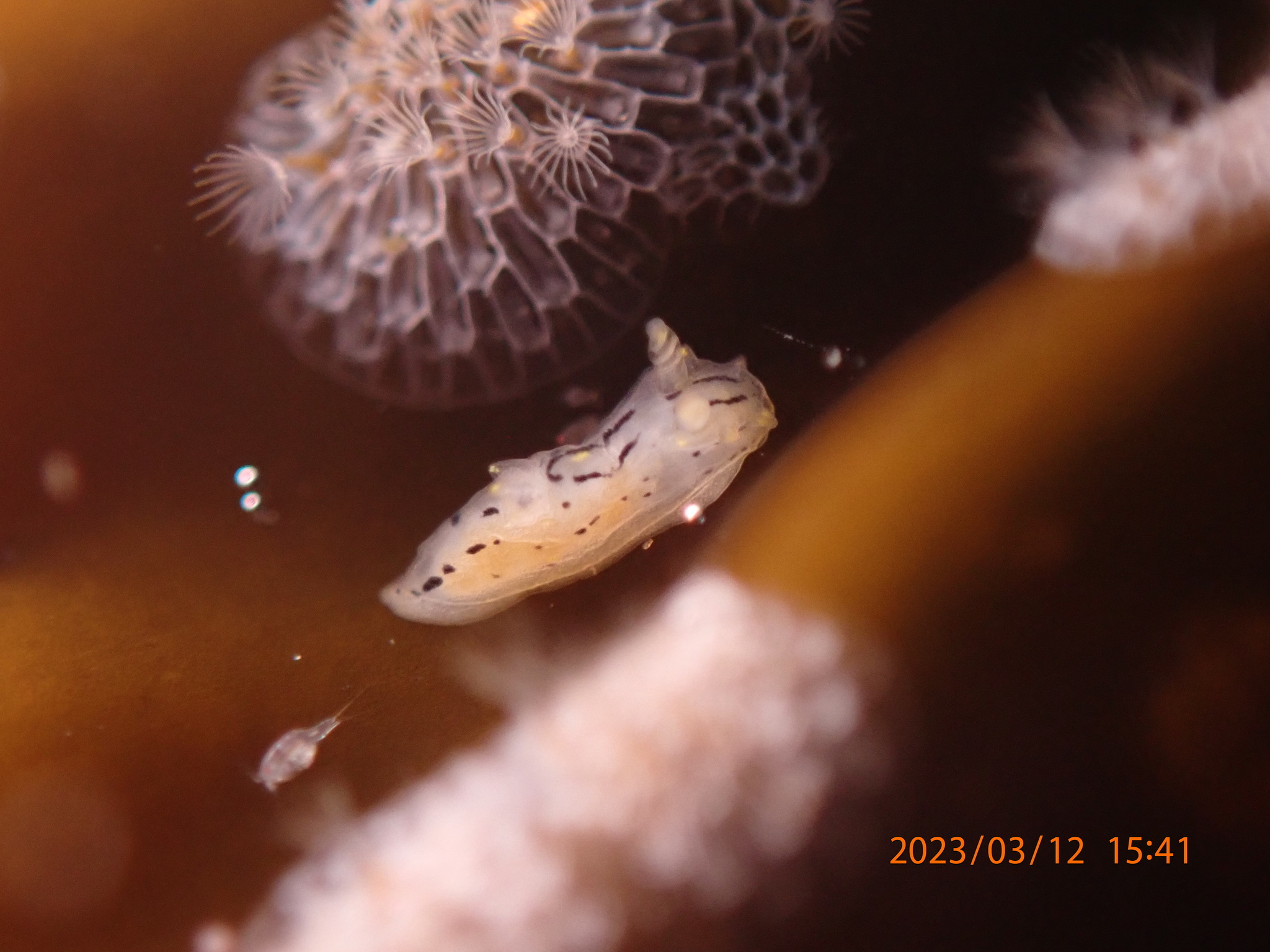 Polycera atra MacFarland, 1905