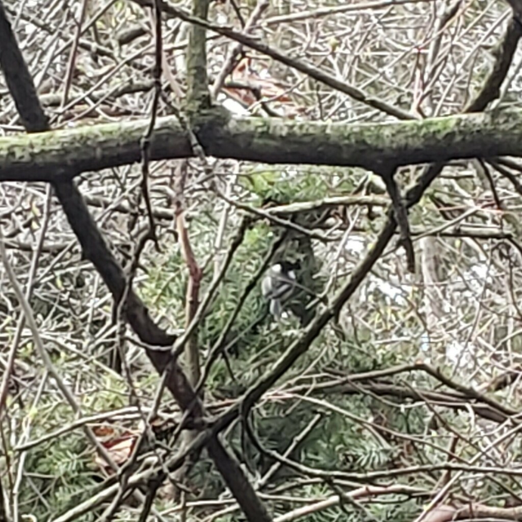 Black-capped Chickadee from Surrey, BC, Canada on March 10, 2023 at 04: ...