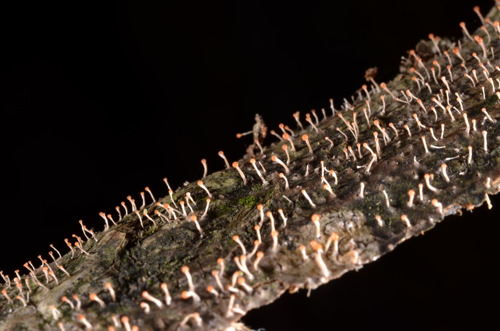 Nectria pseudotrichia (hongos y líquenes FACBA EJEMPLO) · iNaturalist ...
