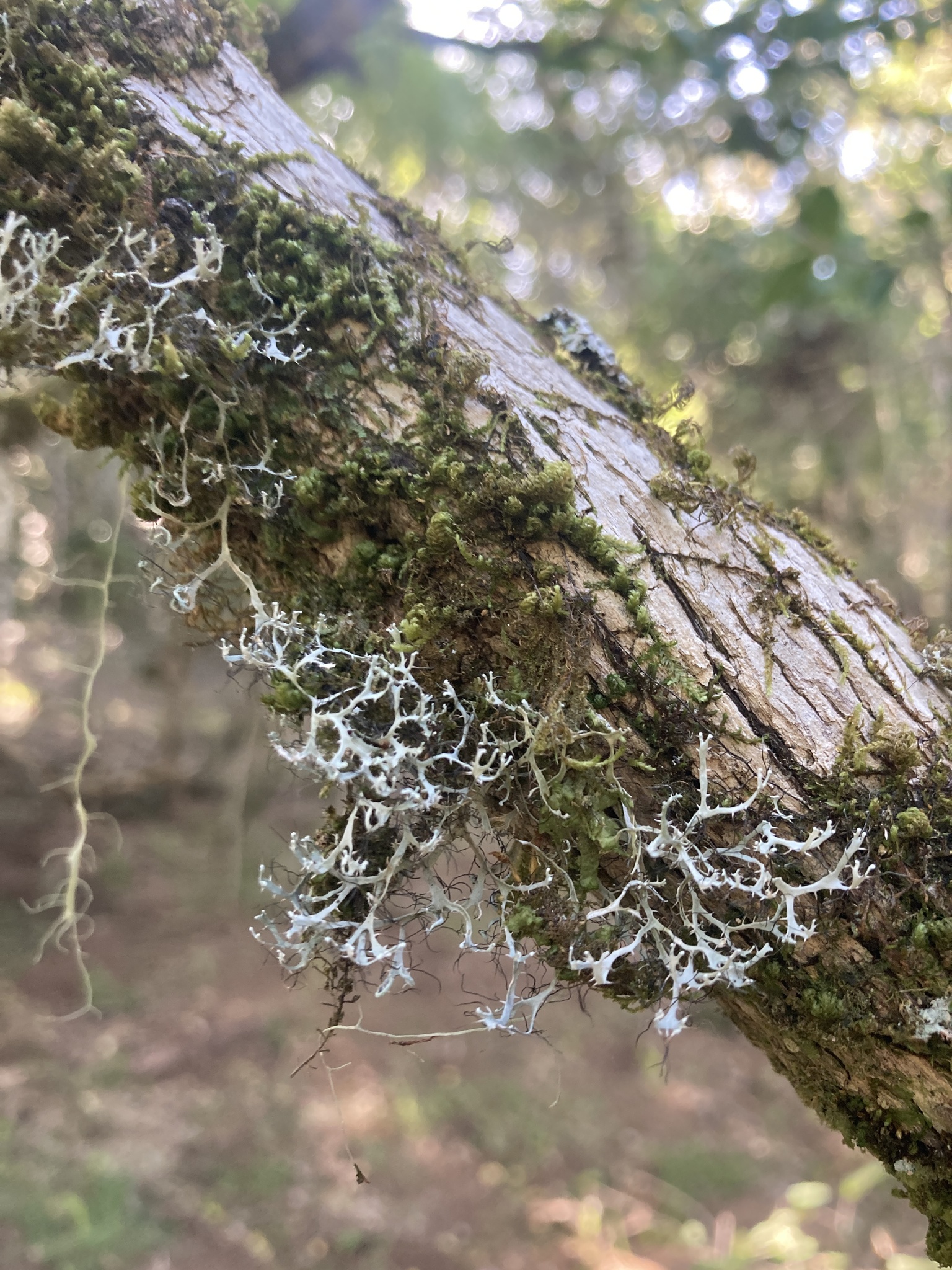 Leucodermia leucomelos (L.) Kalb