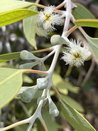 Eucalyptus conveniens · NaturaLista Colombia