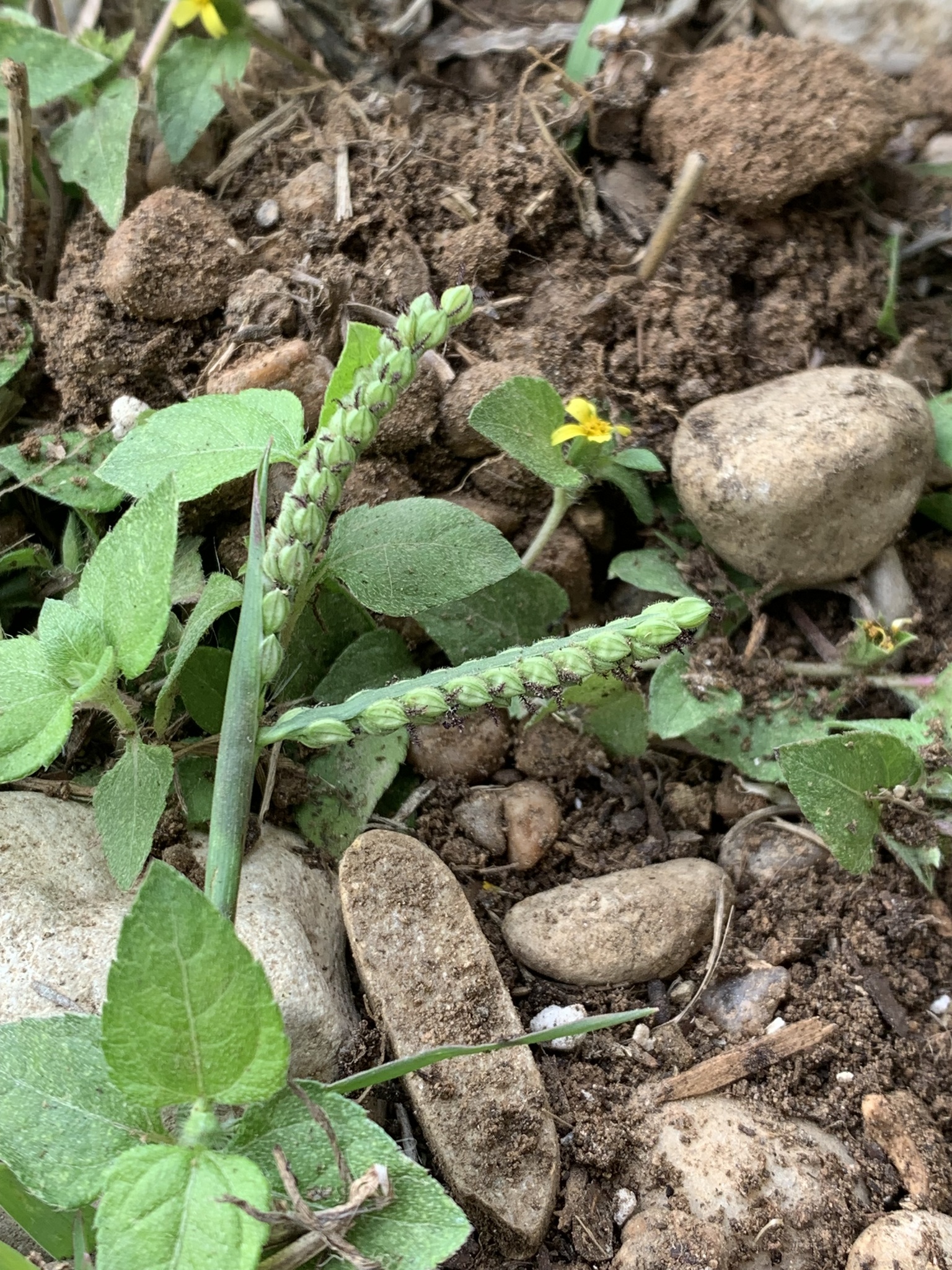 Paspalum pubiflorum Rupr. ex E.Fourn.