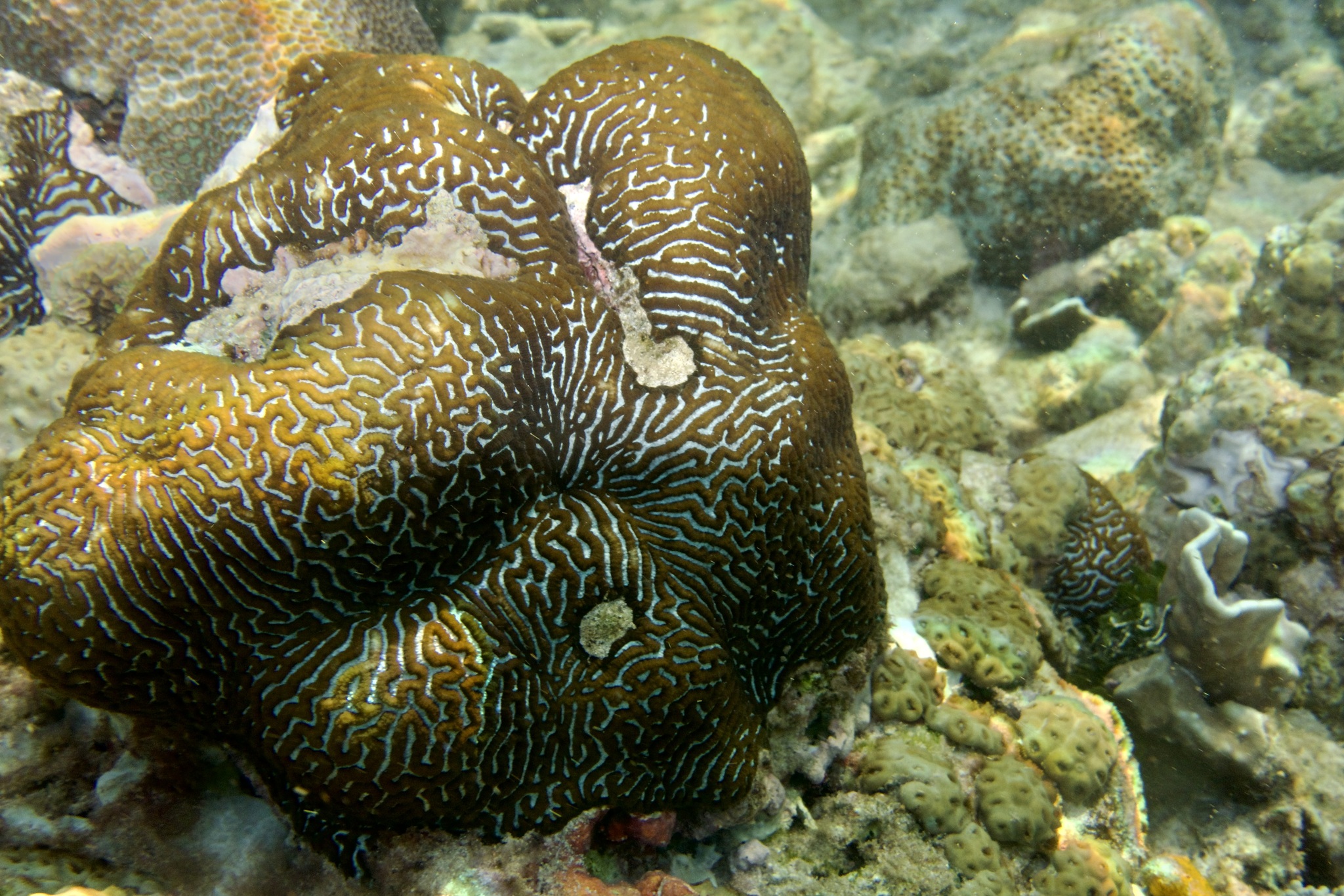 Leptoria phrygia (Ellis & Solander, 1786)