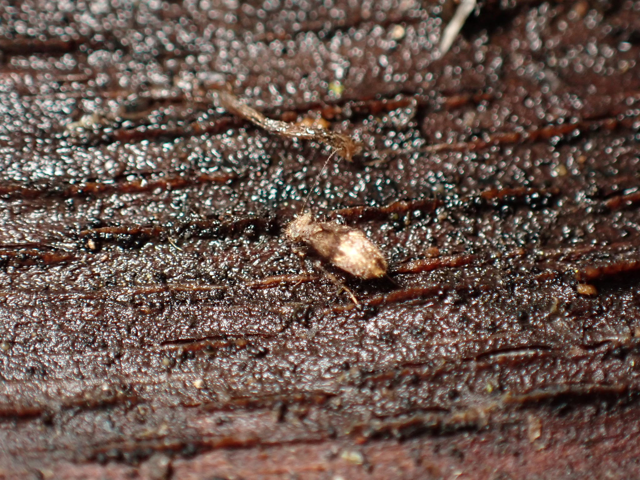 Pteroxanium kelloggi (Ribaga, 1905)