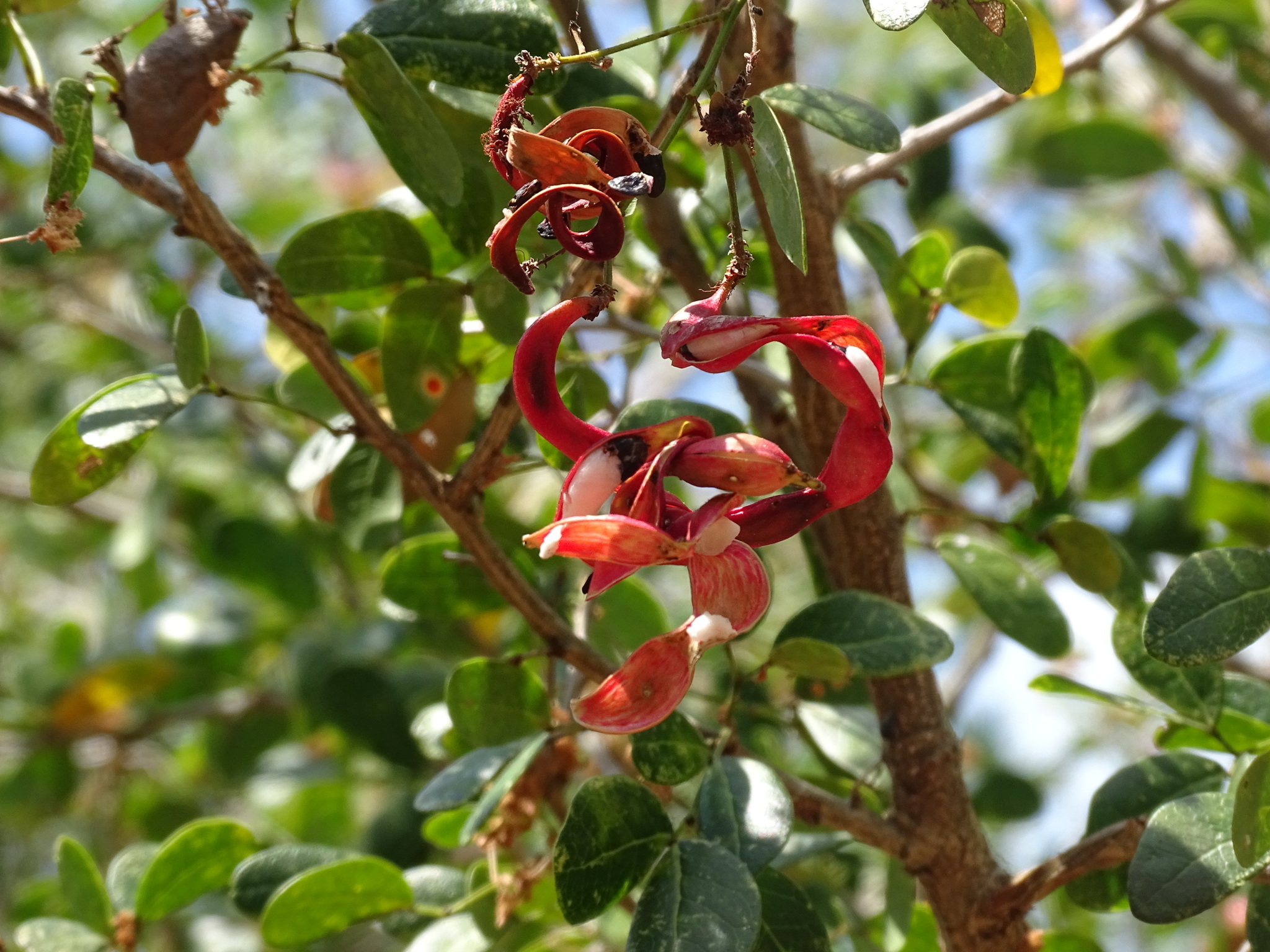 Pithecellobium unguis-cati (L.) Benth.