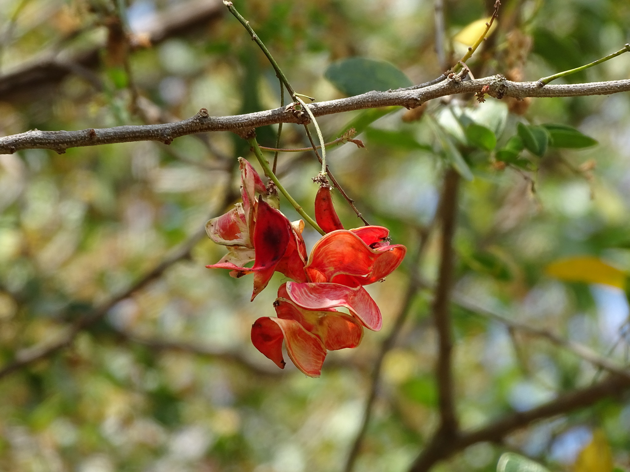 Pithecellobium unguis-cati (L.) Benth.
