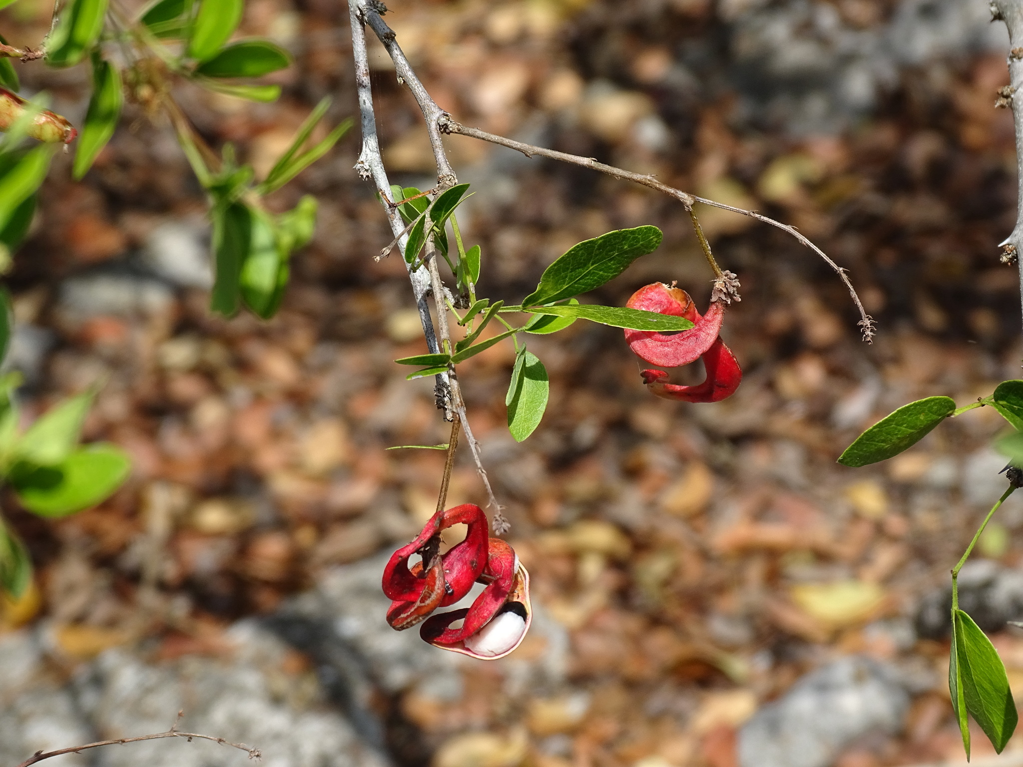 Pithecellobium unguis-cati (L.) Benth.