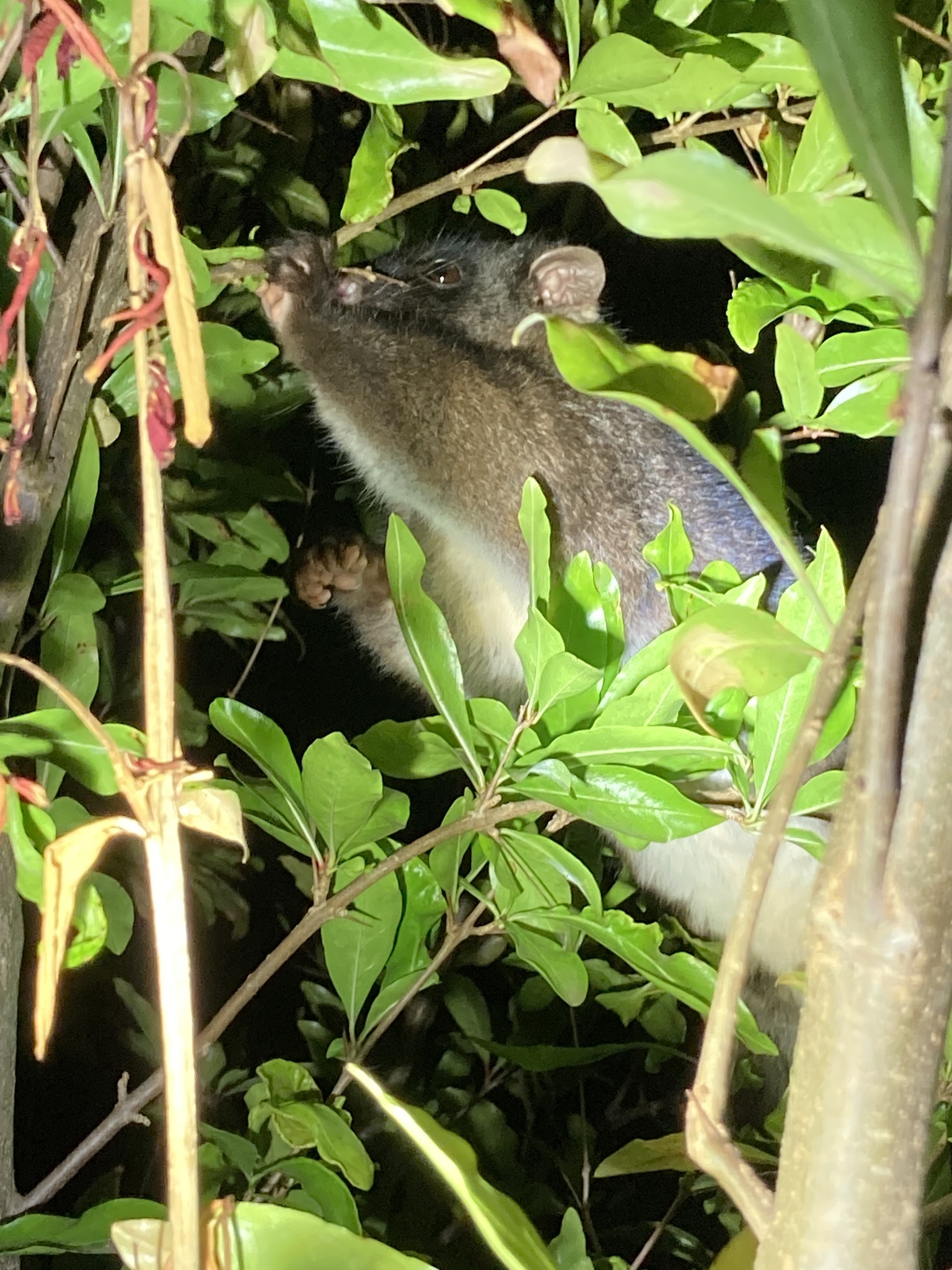 Pseudocheirus peregrinus occidentalis (Thomas, 1888)