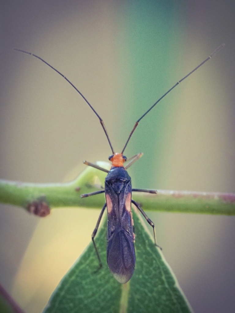 Rayieria basifer from Derinya Drive on March 13, 2023 at 04:42 PM by ...