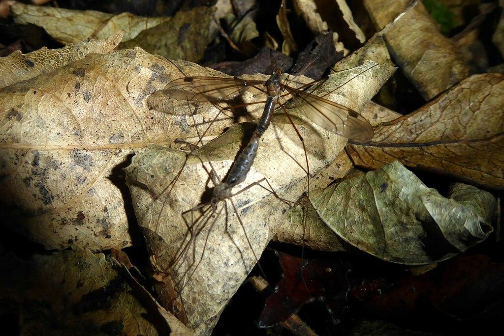 Leptotarsus zeylandiae from Kaka Point 9271, New Zealand on March 10 ...