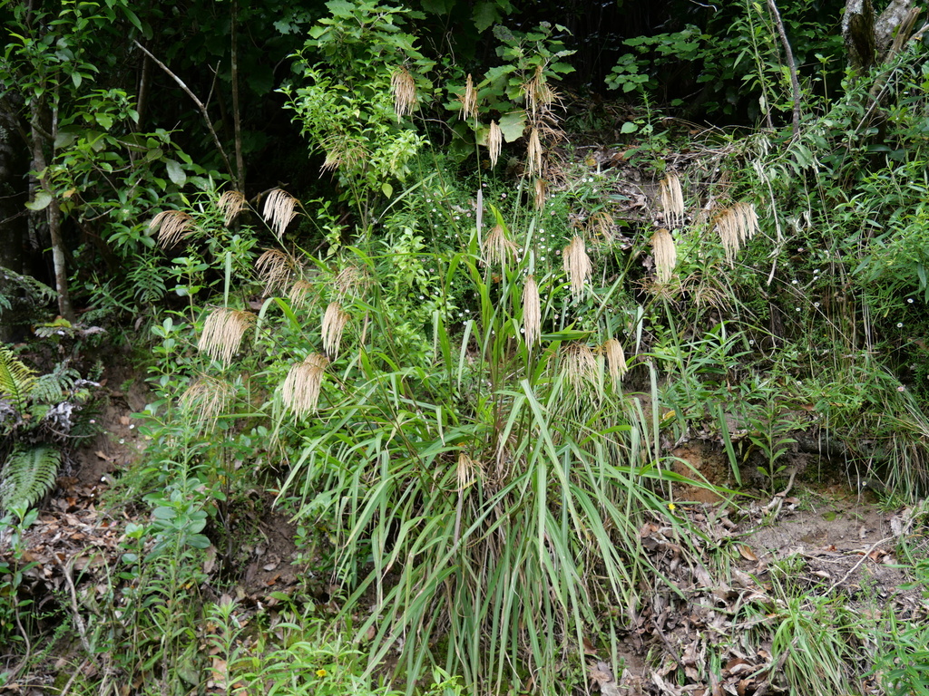 Himalayan fairy grass from Lake Okataina, New Zealand on February 12 ...