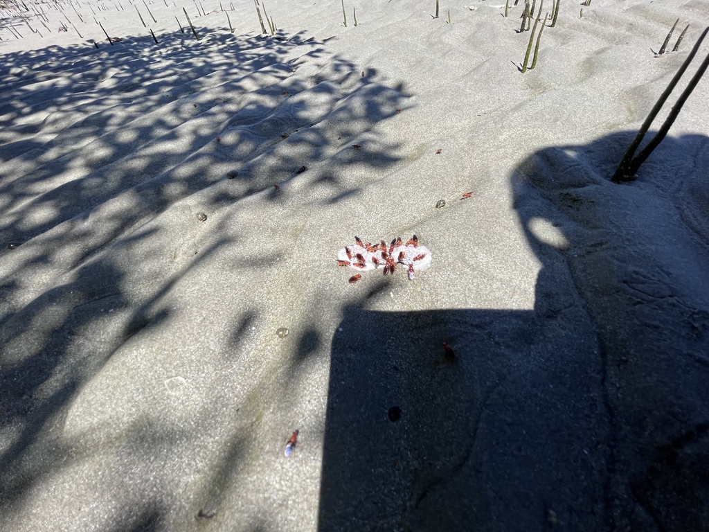 Pemphigonotus mirabilis from Albatross Bay, Mission River, QLD, AU on ...