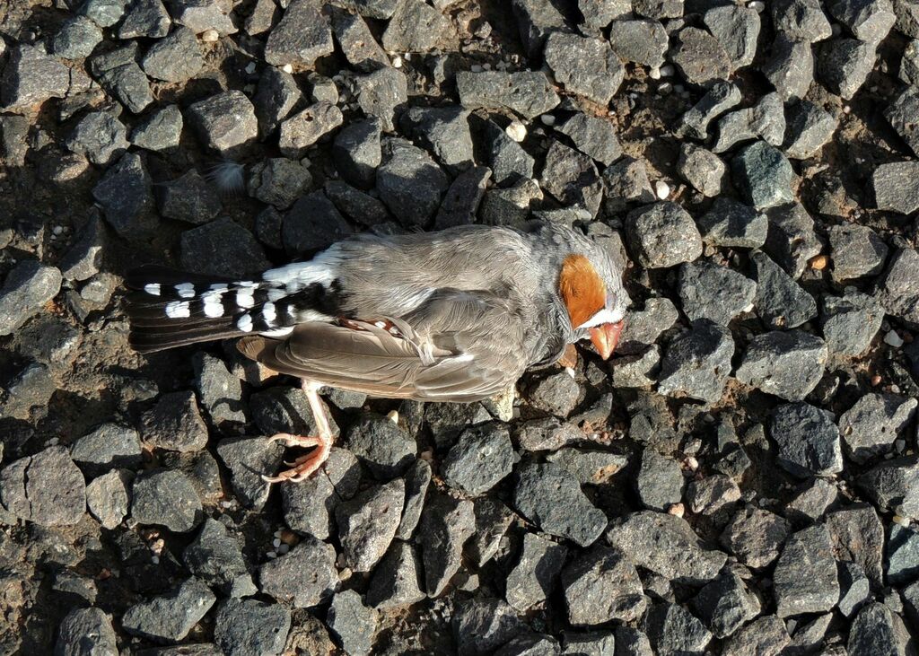 Zebra Finch from Goolgowi NSW 2652, Australia on March 13, 2023 at 09: ...