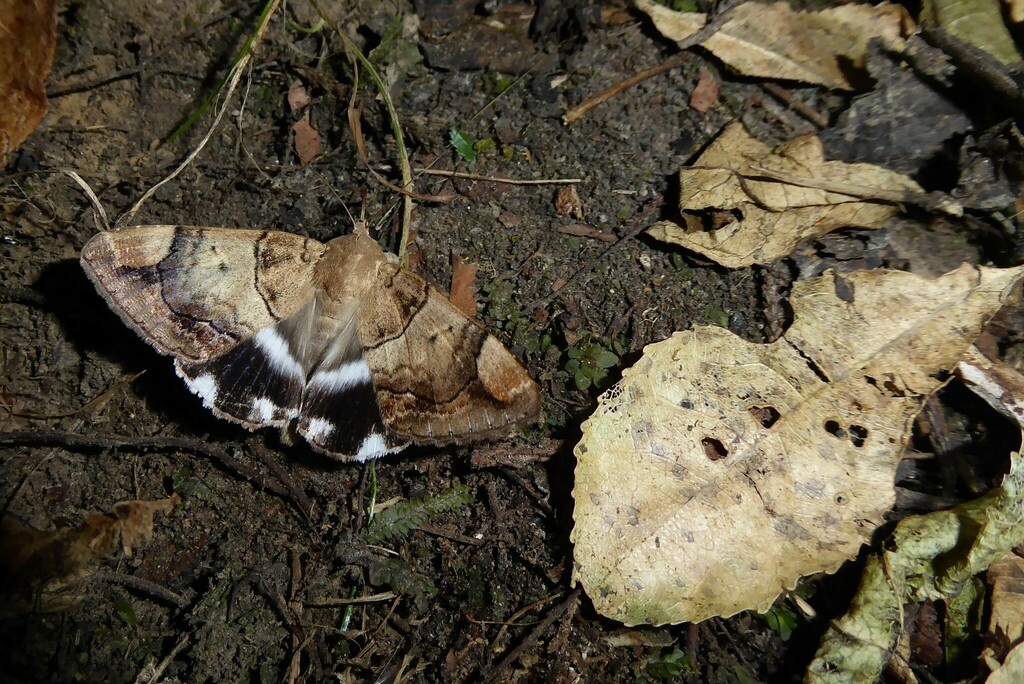 Castor Semi-looper from Kaka Point 9271, New Zealand on March 11, 2023 ...