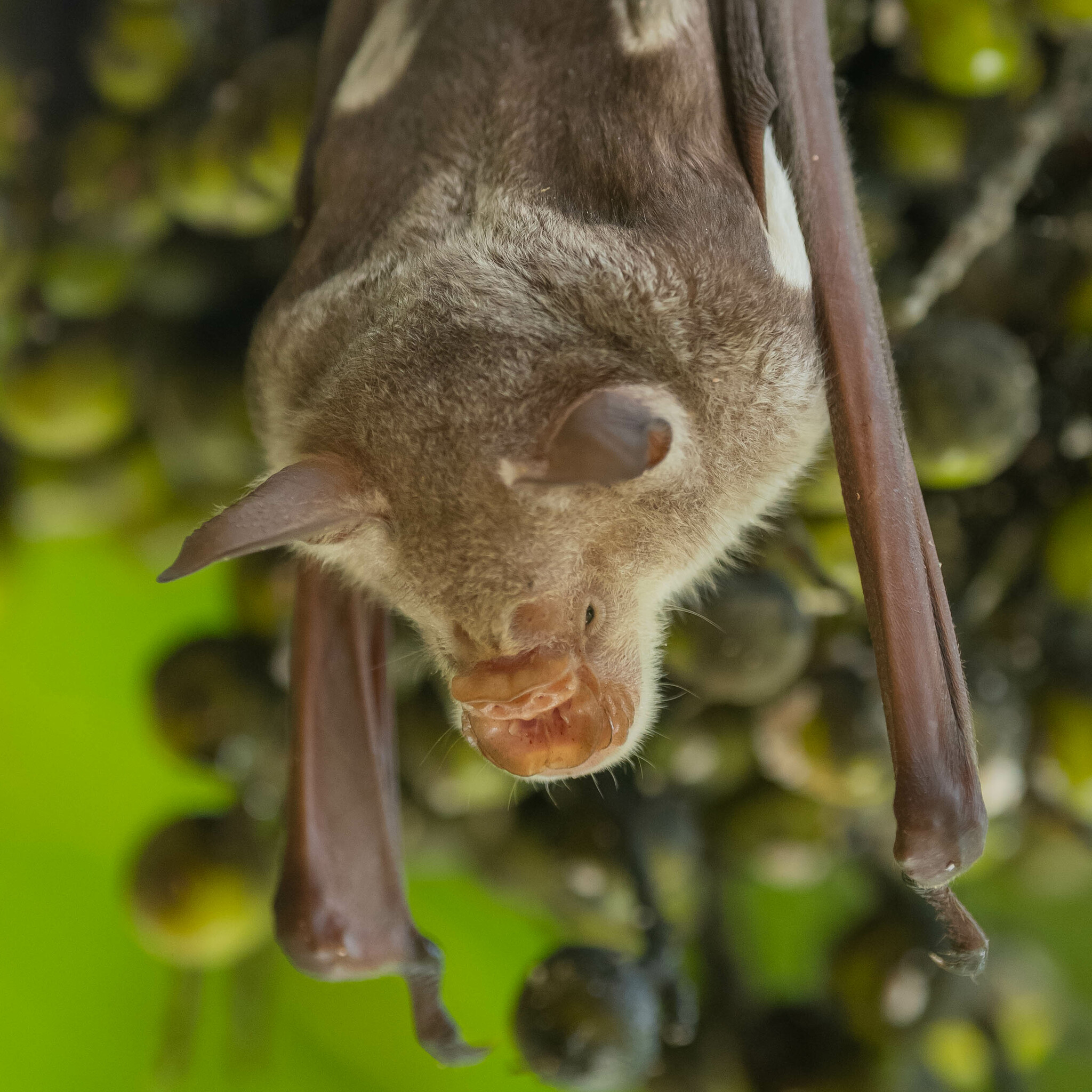 Macronycteris Gray, 1866