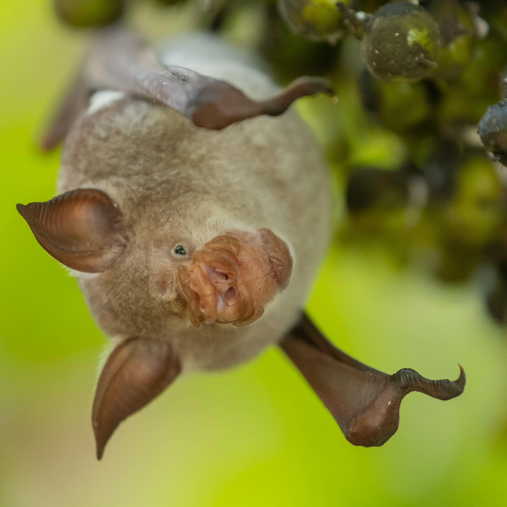 Macronycteris Gray, 1866