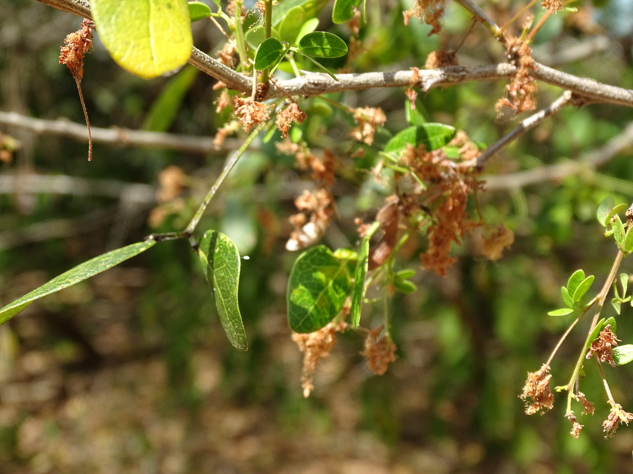 Pithecellobium unguis-cati (L.) Benth.