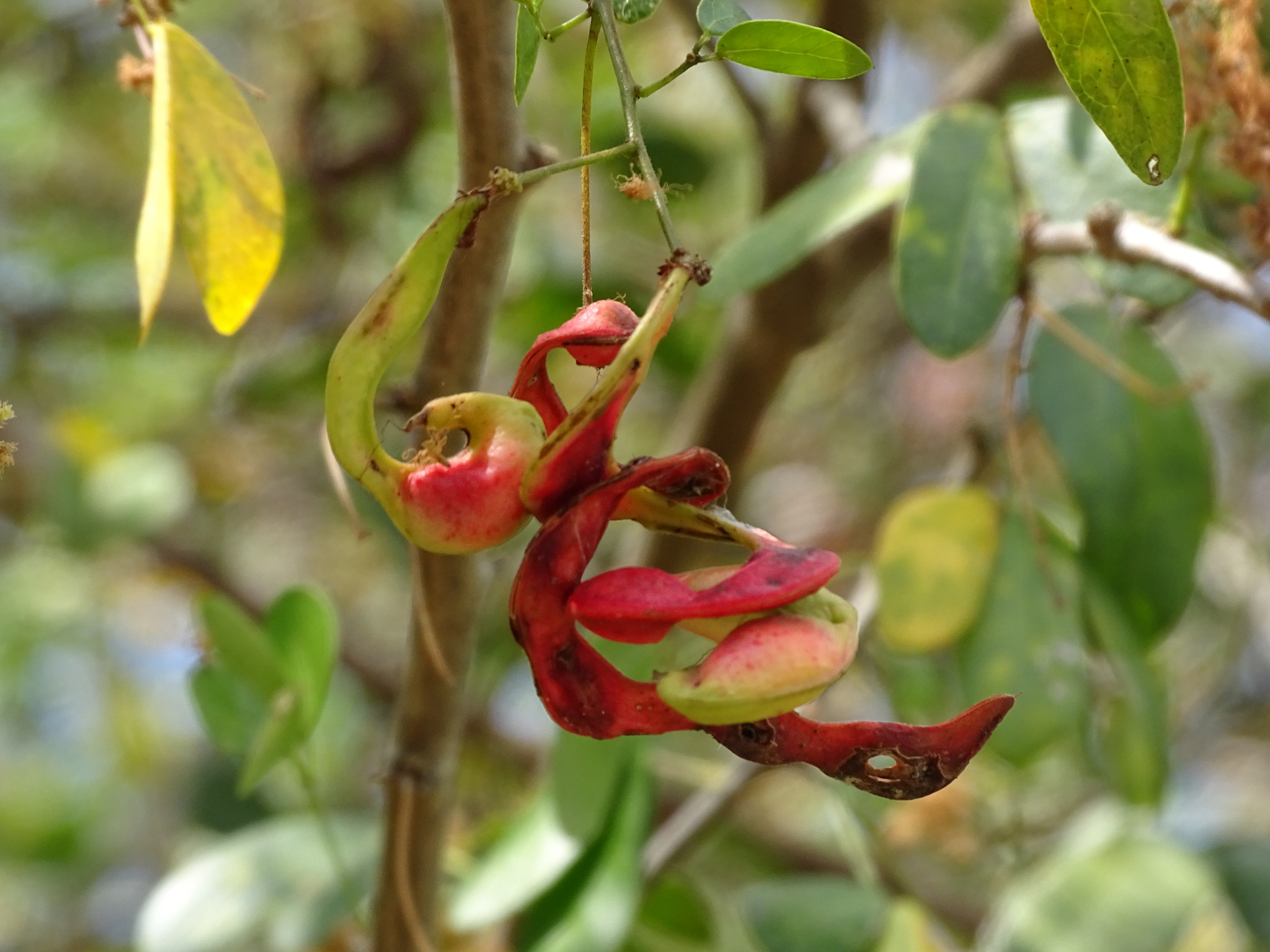 Pithecellobium unguis-cati (L.) Benth.