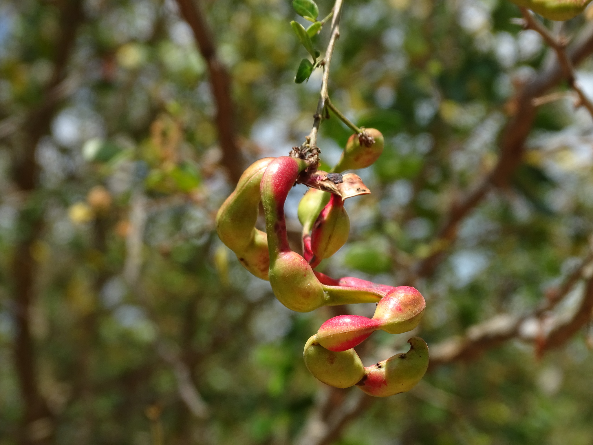 Pithecellobium unguis-cati (L.) Benth.