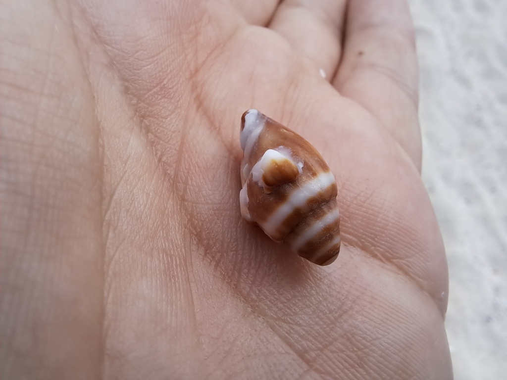 Strigatella tristis from Playa El Manglecito, Ecuador on March 10, 2023 at 02:31 PM by Daniel ...