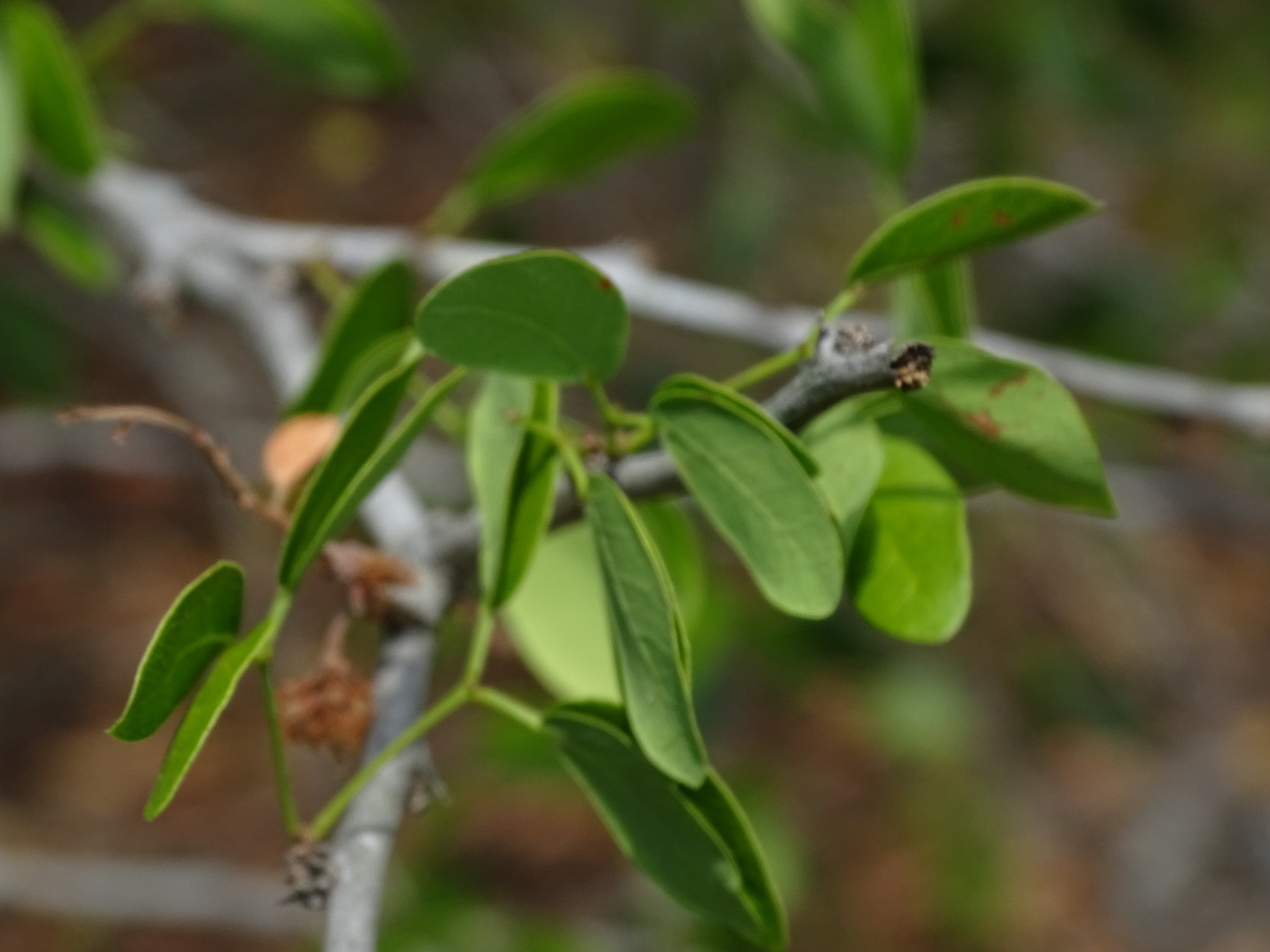 Pithecellobium unguis-cati (L.) Benth.