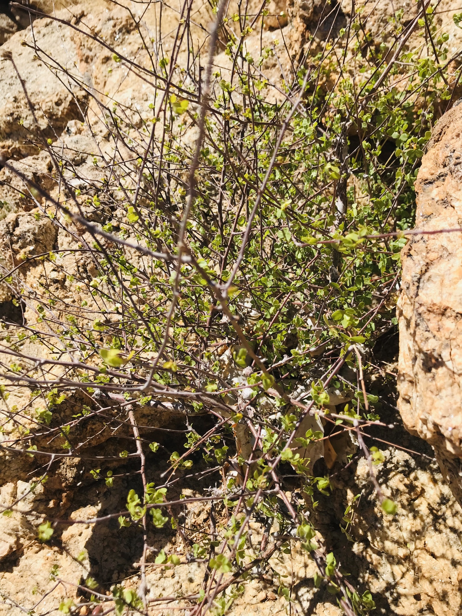 Commiphora Jacq.