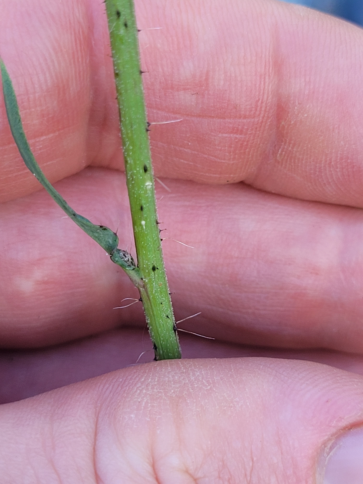 Pilosella piloselloides (Vill.) Soják