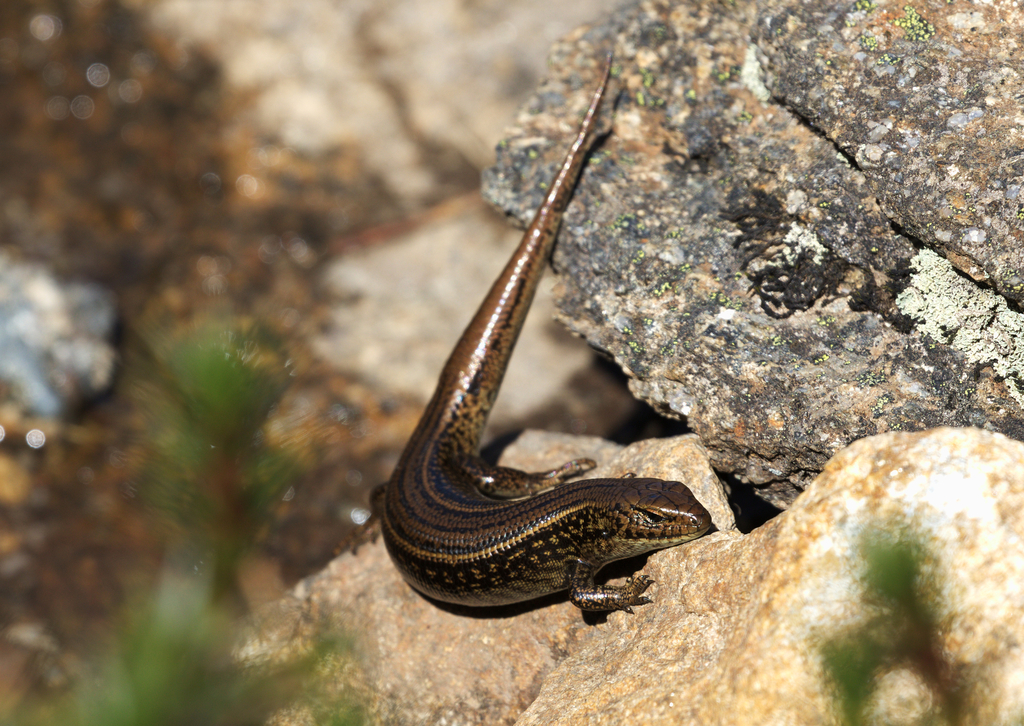 Alpine Water Skink in March 2023 by Owen Lishmund · iNaturalist