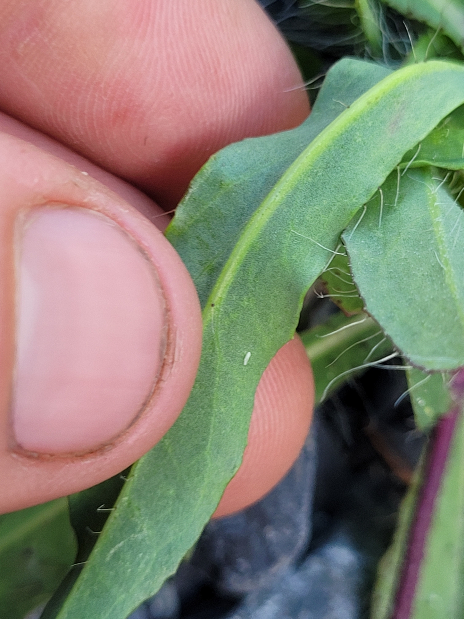 Pilosella piloselloides (Vill.) Soják