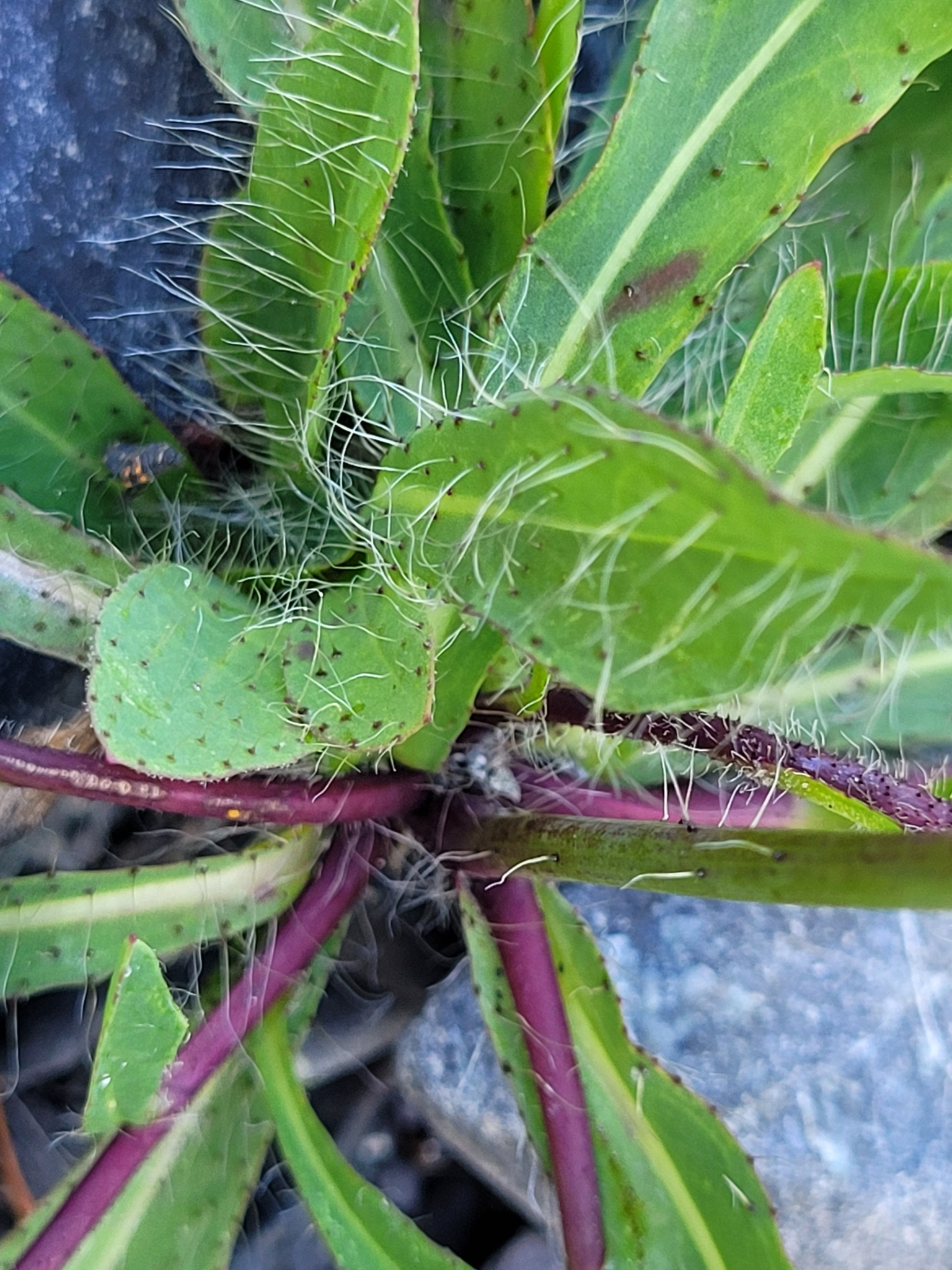 Pilosella piloselloides (Vill.) Soják