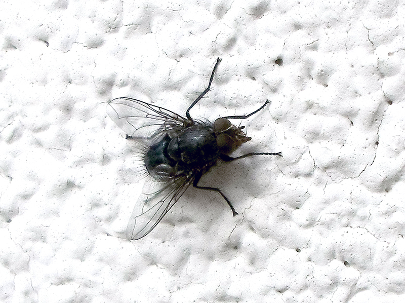 Bluebottle Flies from Багљаш, Зрењанин, Србија on March 12, 2023 at 12: ...