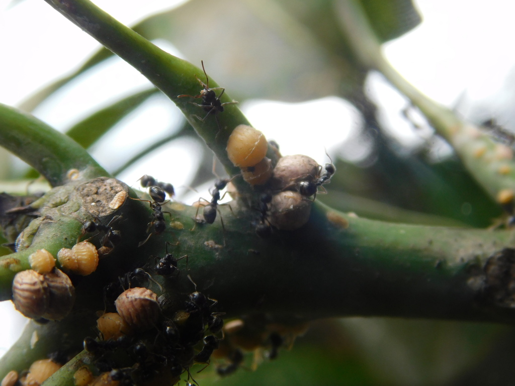 Scale Insects from Rancaekek, Bandung Regency, West Java, Indonesia on ...