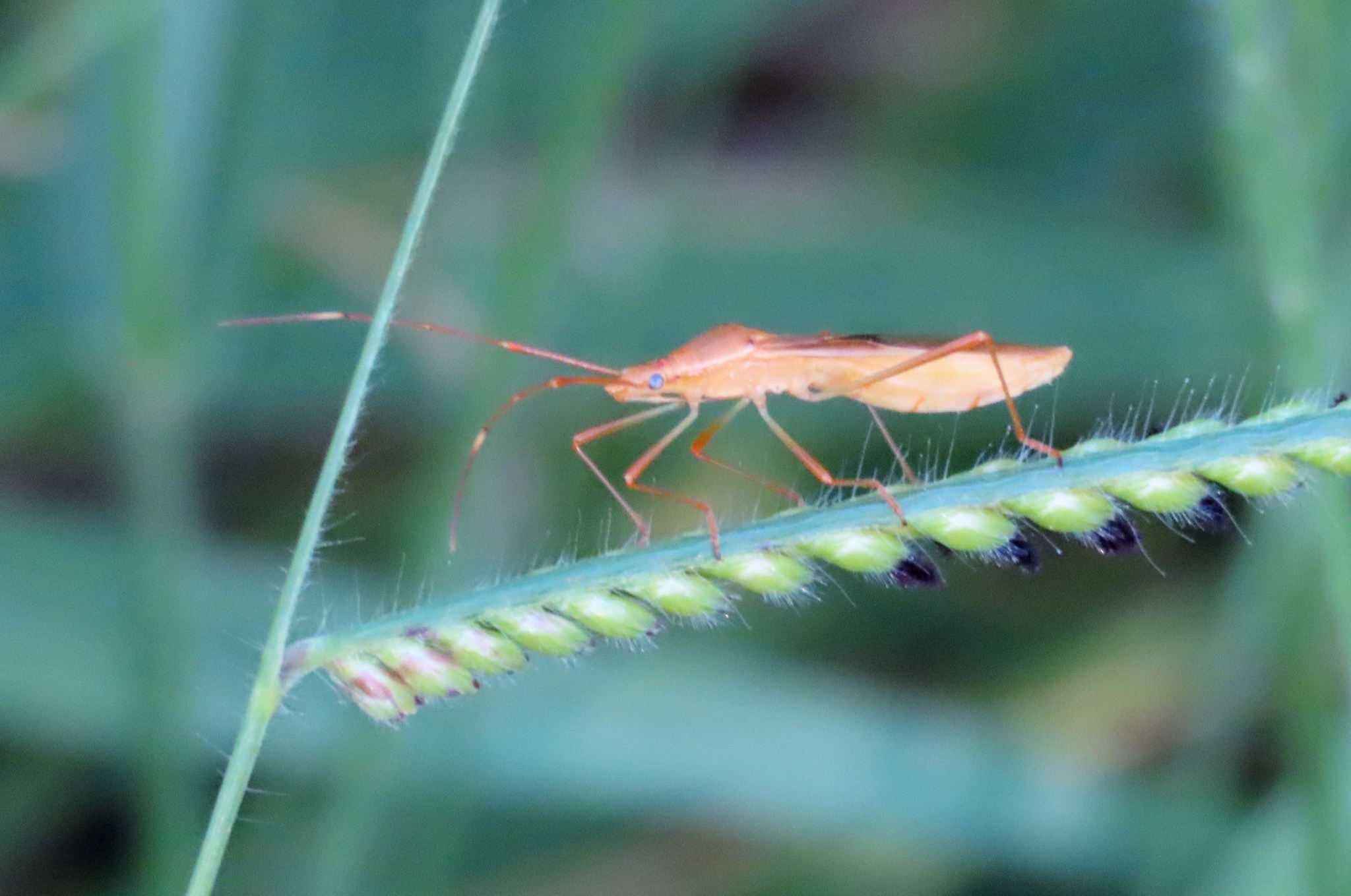 Leptocorisa acuta (Thunberg, 1783)