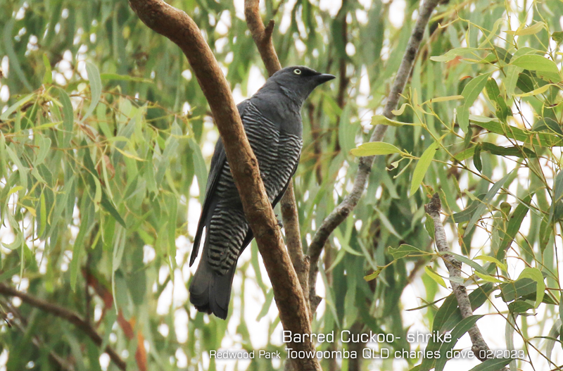 Coracina lineata (Swainson, 1825)